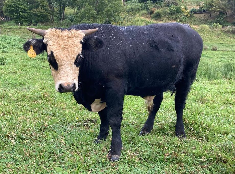 Cattle for Sale - Tennessee Black Hereford Association