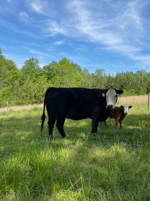 Gardner Cattle LLC - Tennessee Black Hereford Association