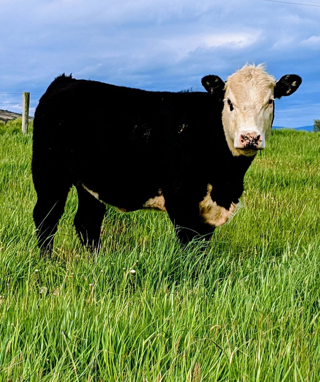 Sherman Beef Cattle - Tennessee Black Hereford Association