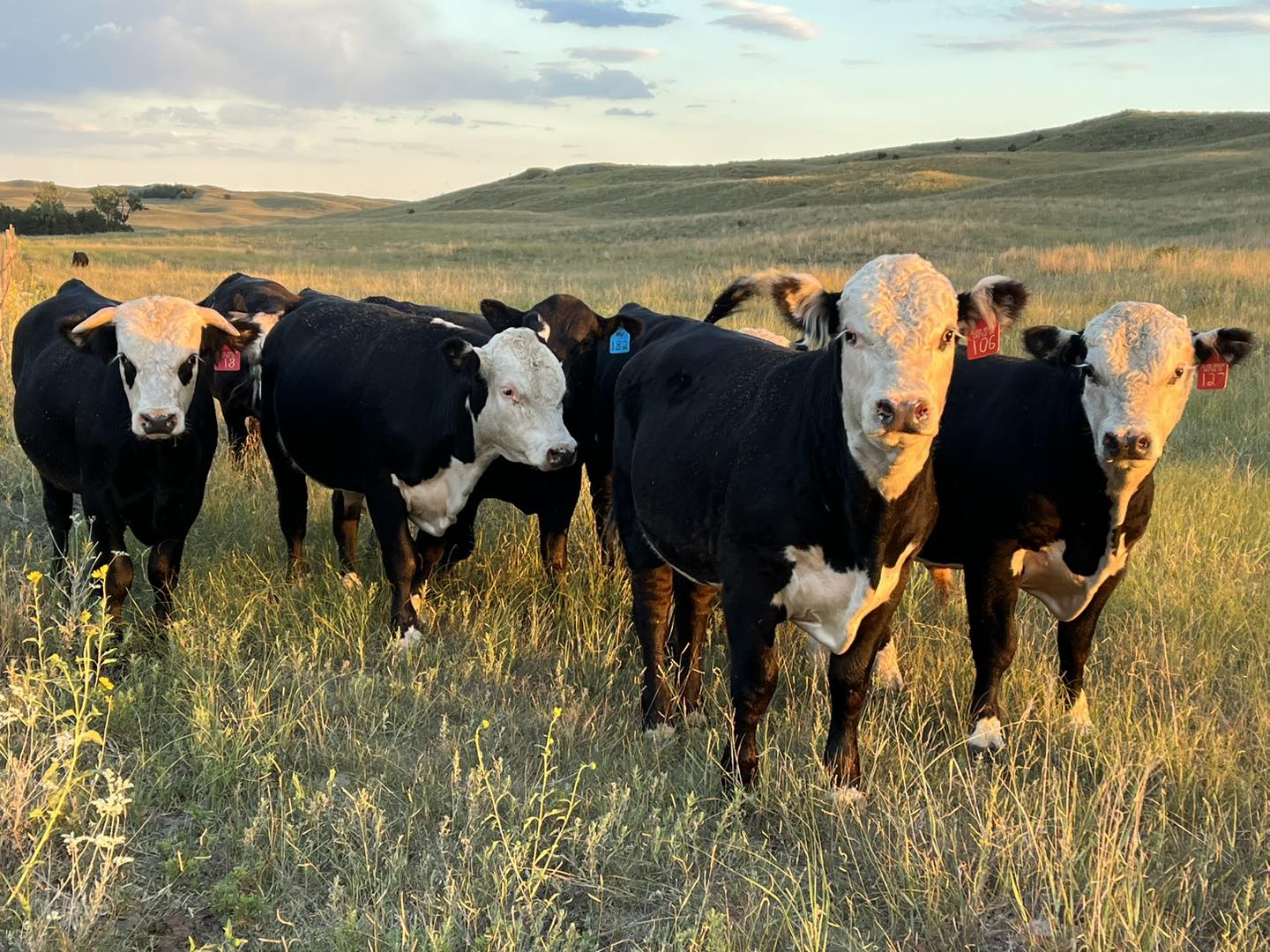 HI/ Cattle Company - Tennessee Black Hereford Association